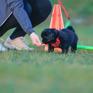 5x Puppy-inloop (korting!) - Alpha Meppel hondenschool